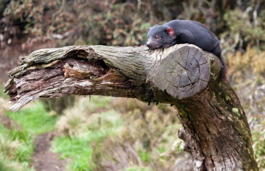 Devils at Cradle: Day Keeper Tour and Entry to Wildlife Park - The Itinerary: What Makes Each Part Special