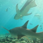 Dhiffushi: Snorkeling with Nurse Sharks - What Makes This Tour Special?