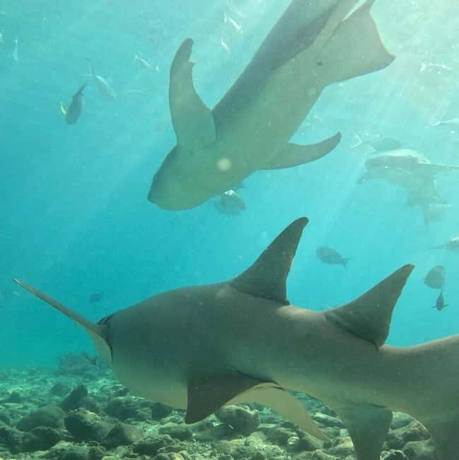 Dhiffushi: Snorkeling with Nurse Sharks - What Makes This Tour Special?
