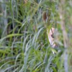 Dingo Experience at Healesville Sanctuary - excl. entry - The Experience in Detail