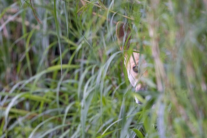 Dingo Experience at Healesville Sanctuary - excl. entry - The Experience in Detail