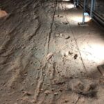 Dinosaur Stampede 3/4 Day Tour - A Deep Dive into the Experience