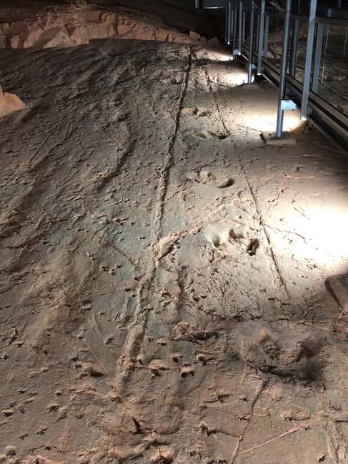 Dinosaur Stampede 3/4 Day Tour - A Deep Dive into the Experience