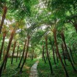 Discover Full Day Tour Doi Inthanon National Park from Chiang Mai - The Price: Is It Worth It?