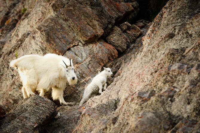 Discover Jasper and its Wildlife - The Value of a Guided Wildlife Tour