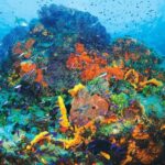 Discover Scuba Diving - One Tank at Coral Reef - Authentic Feedback from Participants