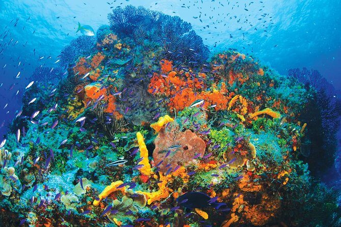 Discover Scuba Diving - One Tank at Coral Reef - Authentic Feedback from Participants