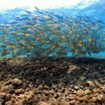 Discover Scuba Diving Tulamben Bali For Non-Certified Divers - Introduction