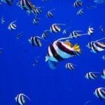 Discover the Beauty of Polynesian Waters by Boat and Snorkeling - Practical Details: Transportation, Timing, and Booking
