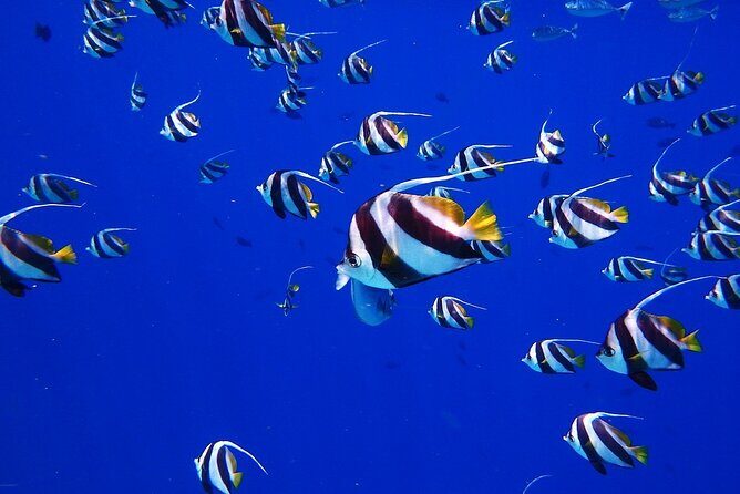Discover the Beauty of Polynesian Waters by Boat and Snorkeling - Practical Details: Transportation, Timing, and Booking