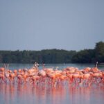 Discover the FABULOUS PINK WATERS at the Caribean (Las Coloradas+Río Lagartos) - Transportation and Group Size