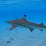 Discover the magical Moorea Lagoon - Why This Tour Is Worth It