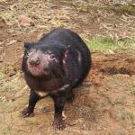 Discovering Tasmania: Burnie Shore Excursion - Authentic Experiences Based on Reviews