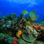 Discovery Scuba Diving !! - Why This Tour Offers Great Value