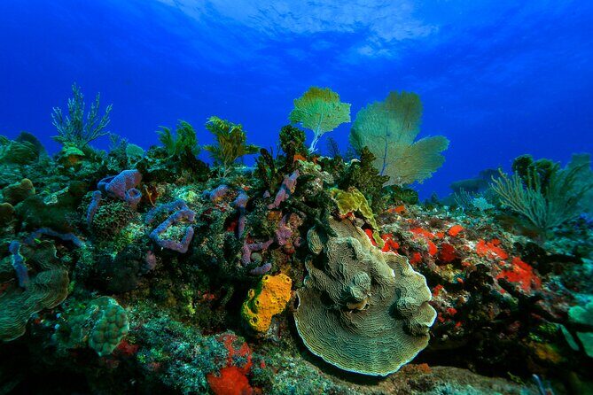 Discovery Scuba Diving !! - Why This Tour Offers Great Value
