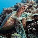 Diving day - A Thorough Look at the Tahiti Diving Experience
