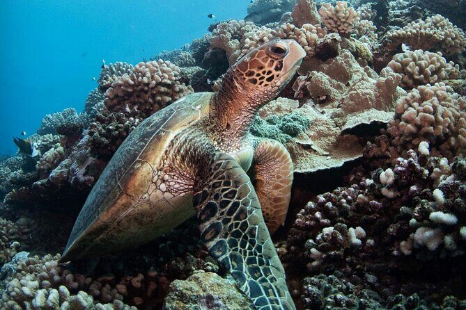 Diving day - A Thorough Look at the Tahiti Diving Experience