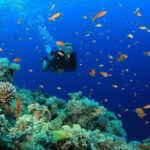 Diving (For Beginner diver) - Pattaya - A Detailed Look at the Itinerary