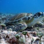 Diving in Cancun Underwater Museum of Art - Who Will Love This Tour?