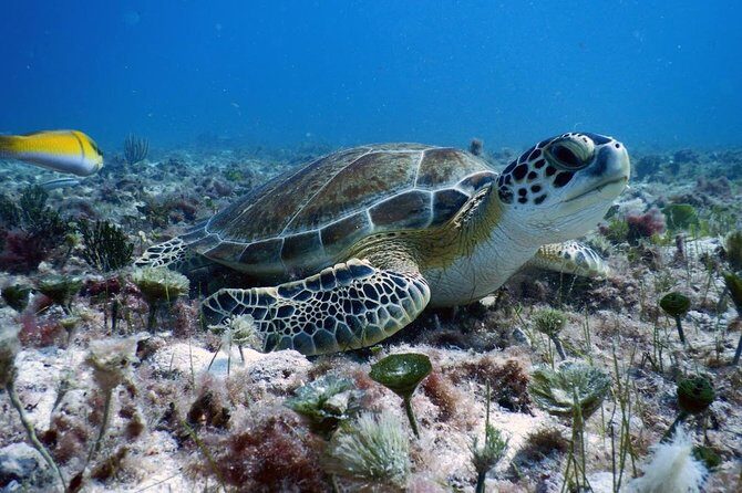 Diving in Cancun Underwater Museum of Art - Who Will Love This Tour?