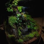 DIY Terrarium Workshop in Hua-Hin - Why This Workshop Offers Value and Unique Insights
