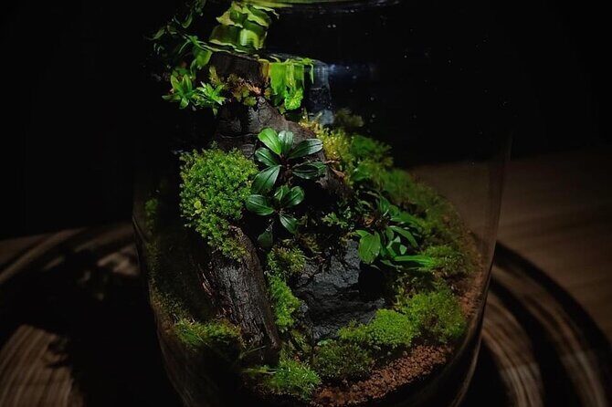 DIY Terrarium Workshop in Hua-Hin - Why This Workshop Offers Value and Unique Insights