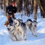 Dog Sledding , Terelj National park ,Chinggis Khaan statue - An In-Depth Look at the Day’s Highlights