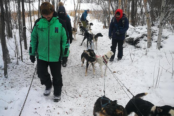 Dog Sledding - What’s Included and What You Should Know