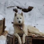 Dogsled Adventure in Mont-Tremblant - The Practicalities: What You Need to Know