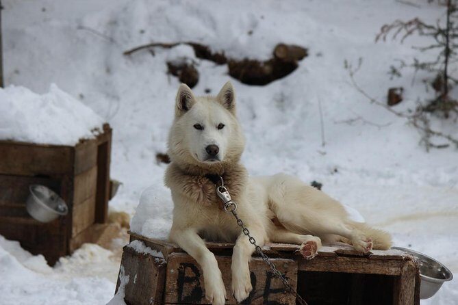 Dogsled Adventure in Mont-Tremblant - The Practicalities: What You Need to Know
