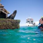 Dolphin and Seal snorkel adventure from Sorrento - The Meeting Points and Transportation