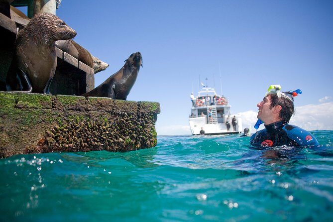 Dolphin and Seal snorkel adventure from Sorrento - The Meeting Points and Transportation