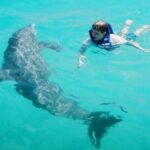 Dolphin and Snorkeling Activity in Panama City Florida - What to Expect from the Tour