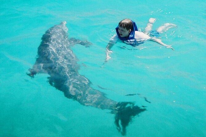 Dolphin and Snorkeling Activity in Panama City Florida - What to Expect from the Tour