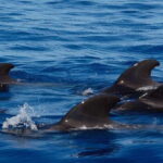 Dolphin and Whale Watching in Negombo - The Itinerary: What to Expect on This Marine Adventure