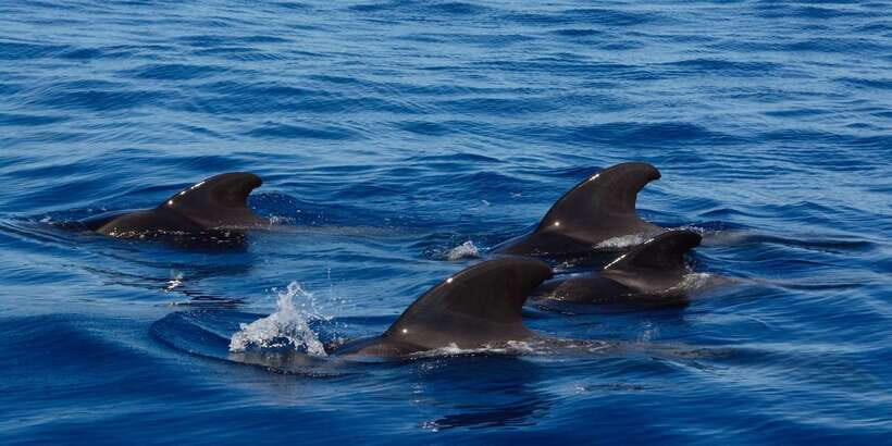 Dolphin and Whale Watching in Negombo - The Itinerary: What to Expect on This Marine Adventure
