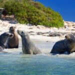 Dolphin, Sea Lion and Penguin Island Cruise - FAQ