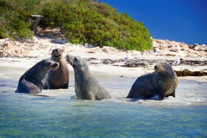 Dolphin, Sea Lion and Penguin Island Cruise - FAQ