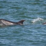 Dolphin Sightseeing Tour on The Footloose Catamaran from Panama City Beach - Who Should Book This Tour?