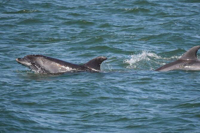 Dolphin Sightseeing Tour on The Footloose Catamaran from Panama City Beach - Who Should Book This Tour?
