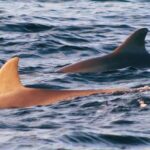 Dolphin Snorkel Tour - Authentic Marine Encounters and the Value of Small Groups