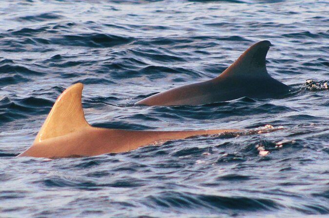Dolphin Snorkel Tour - Authentic Marine Encounters and the Value of Small Groups