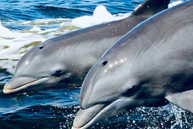 Dolphin Sunset Tour in Orange Beach - The Value of a Short, Scenic Voyage