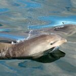 Dolphin Watch + Sailing - Port Stephens - Authentic Insights from Reviewers