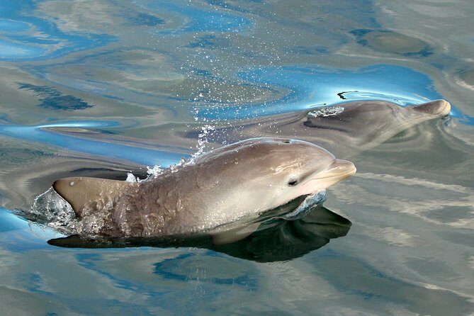 Dolphin Watch + Sailing - Port Stephens - Authentic Insights from Reviewers