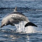 Dolphin Watching - The Practicalities: Comfort, Timing, and Value