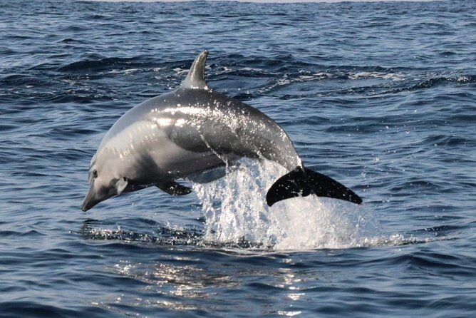 Dolphin Watching - The Practicalities: Comfort, Timing, and Value