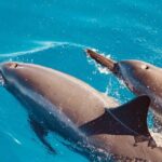 Dolphin Watching and Snorkeling on the West Coast of Oahu - Practical Tips and Considerations