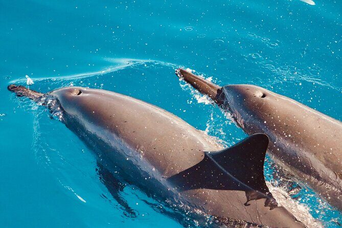 Dolphin Watching and Snorkeling on the West Coast of Oahu - Practical Tips and Considerations