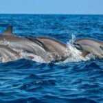Dolphin Watching in Kalpitiya - What to Expect on Your Dolphin Watching Trip